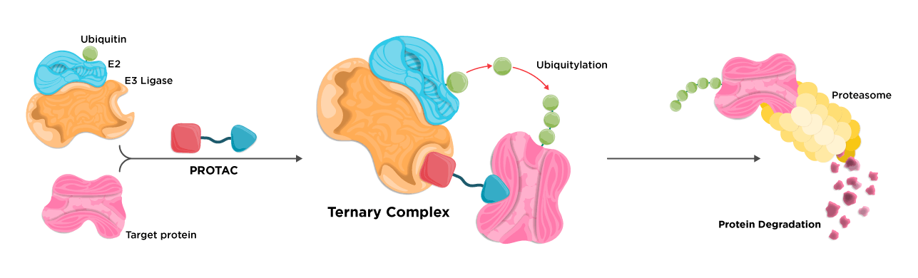 Targeted Protein Degradation: multiplexing PROTACs and molecular glues ...
