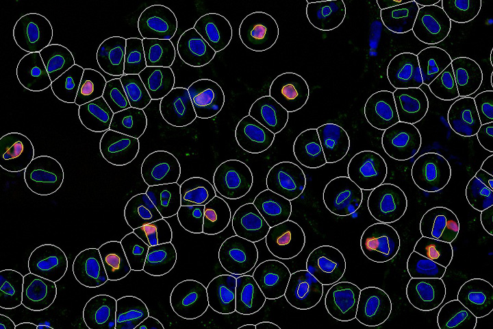 Spark Cyto 全自动实时活细胞成像检测系统